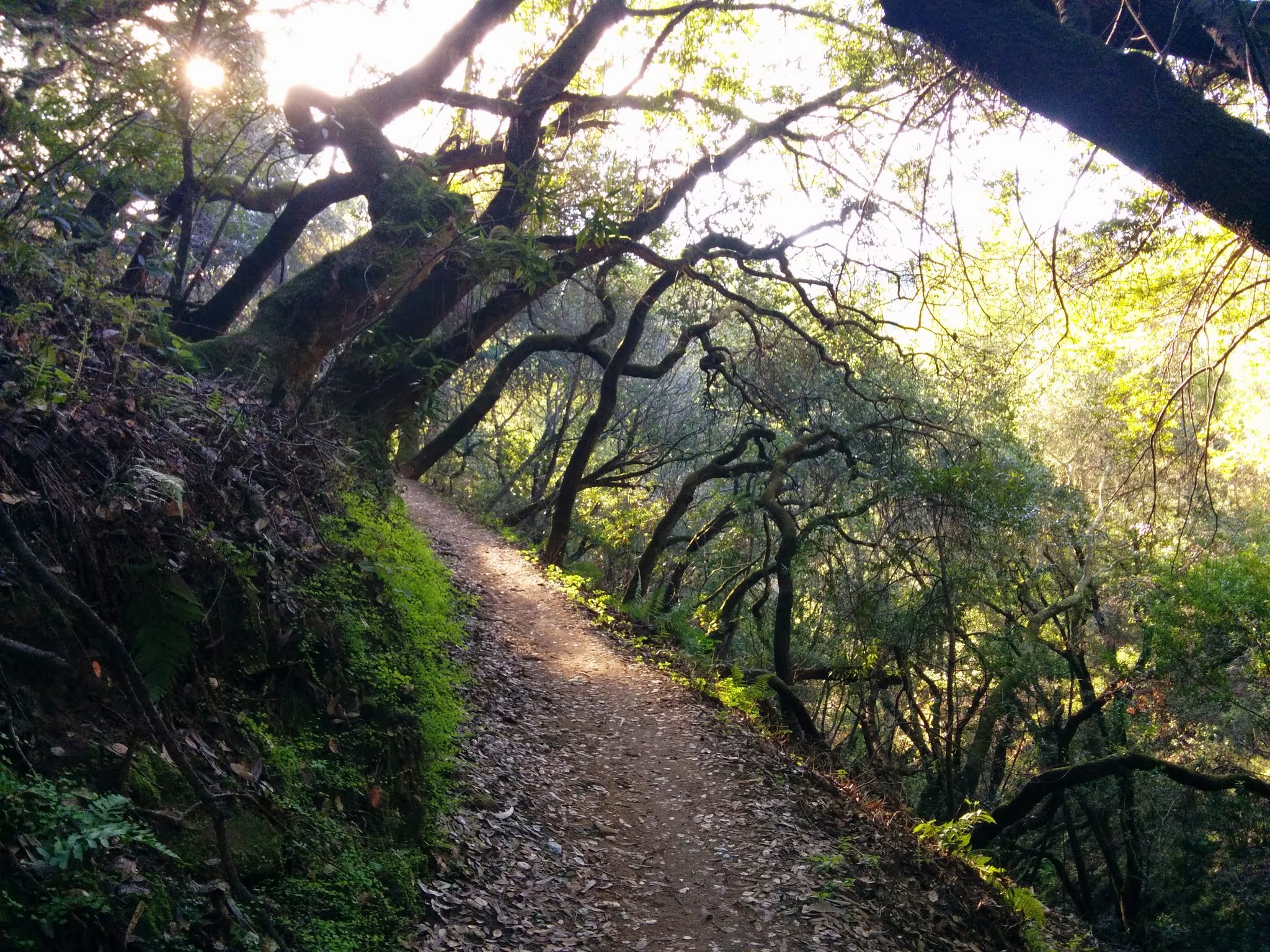 Lake Chabot Loop – Pacific Coast Trails