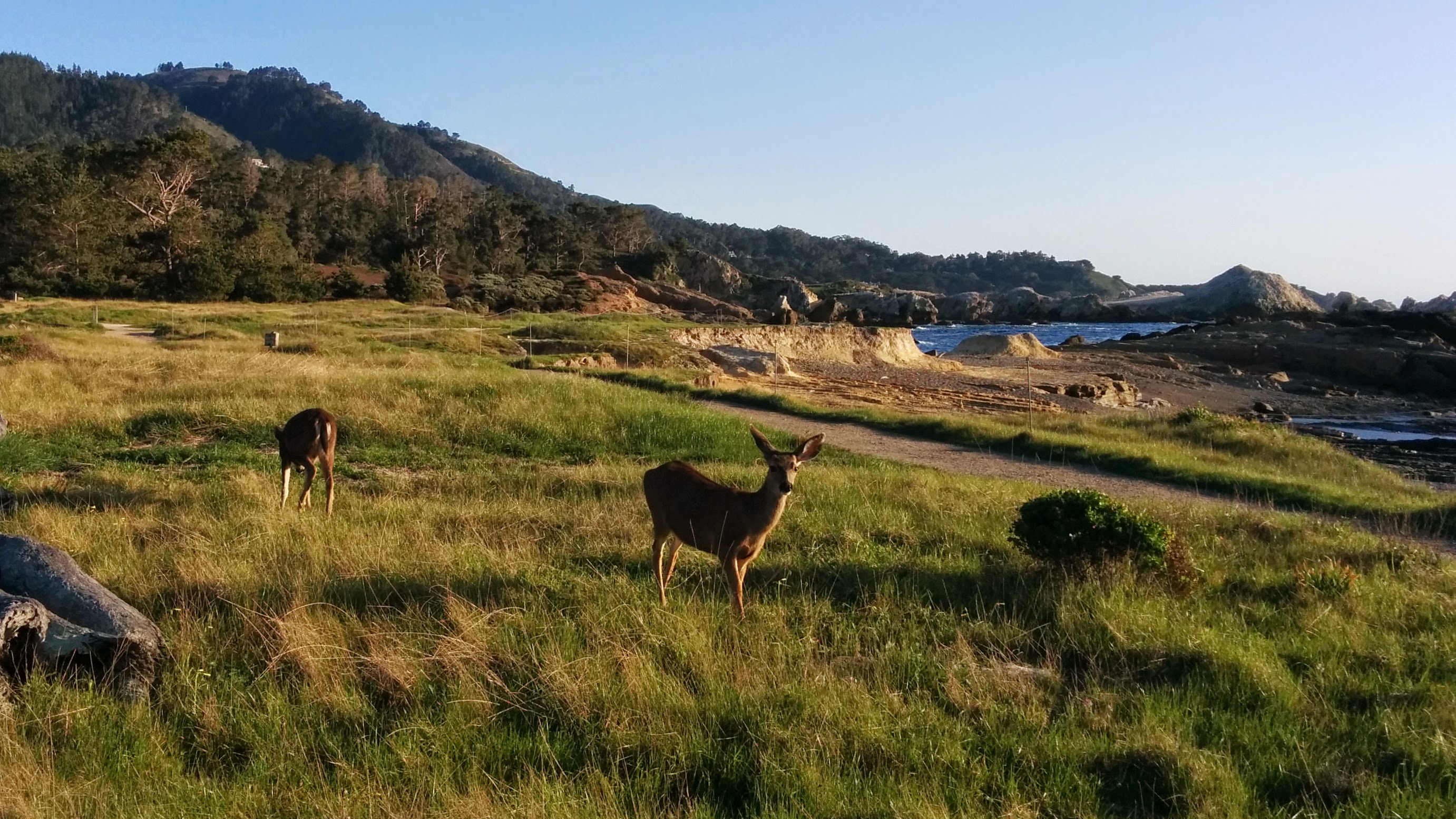Point Lobos Loop – Pacific Coast Trails